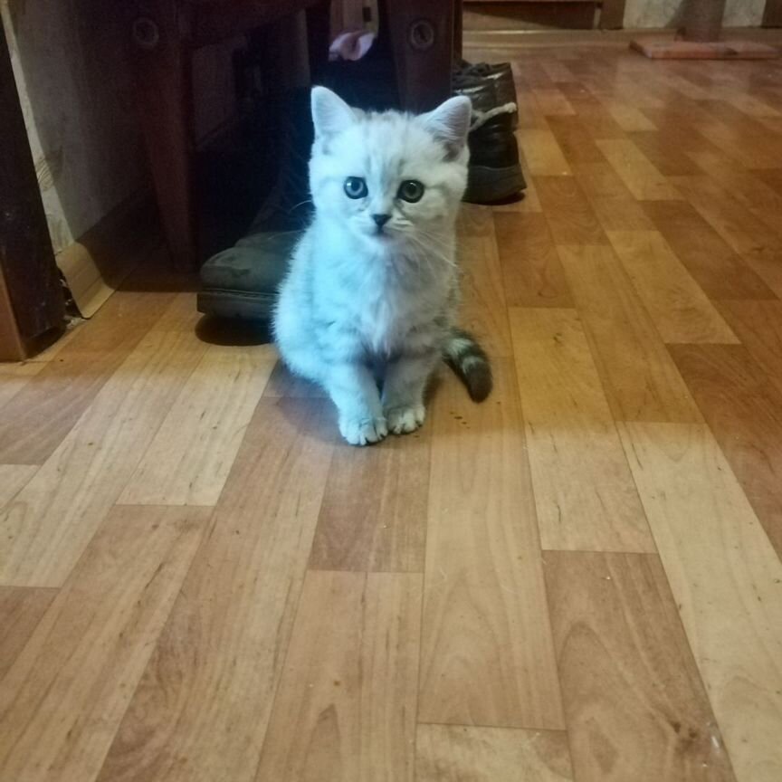 Британские котята