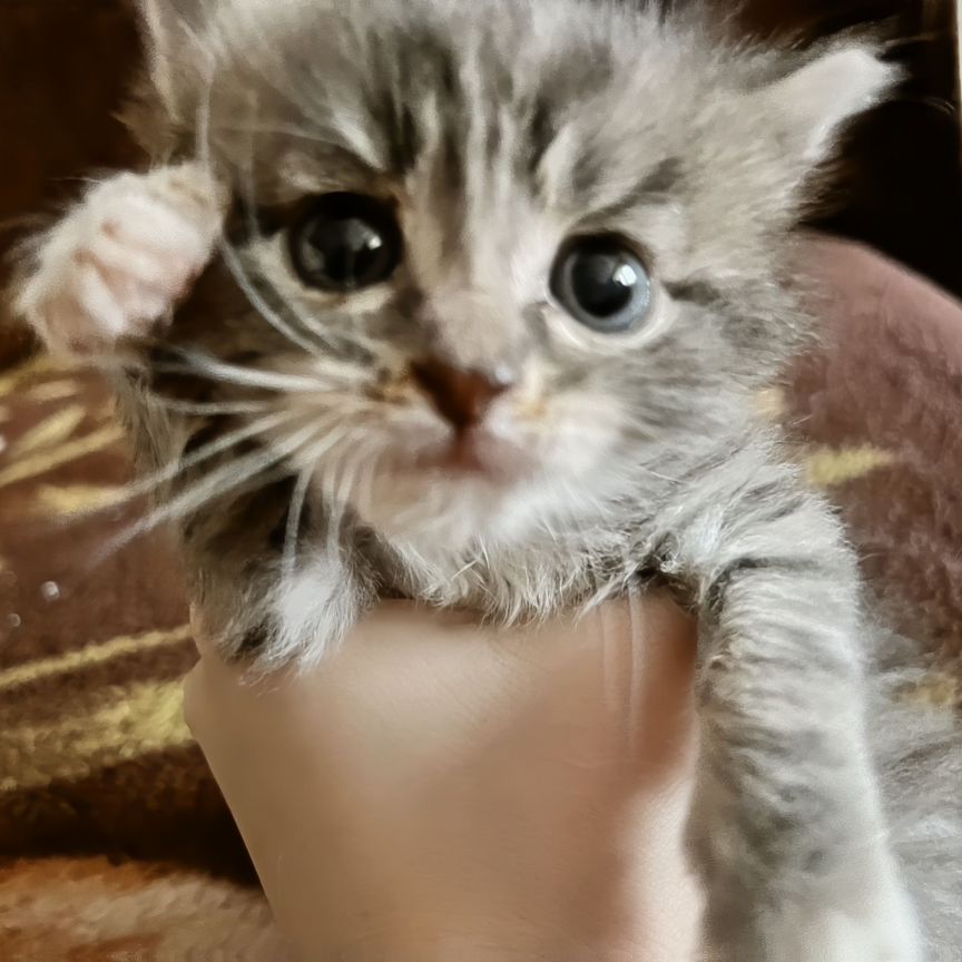 Шотландский вислоухий короткошёрстный котёнок