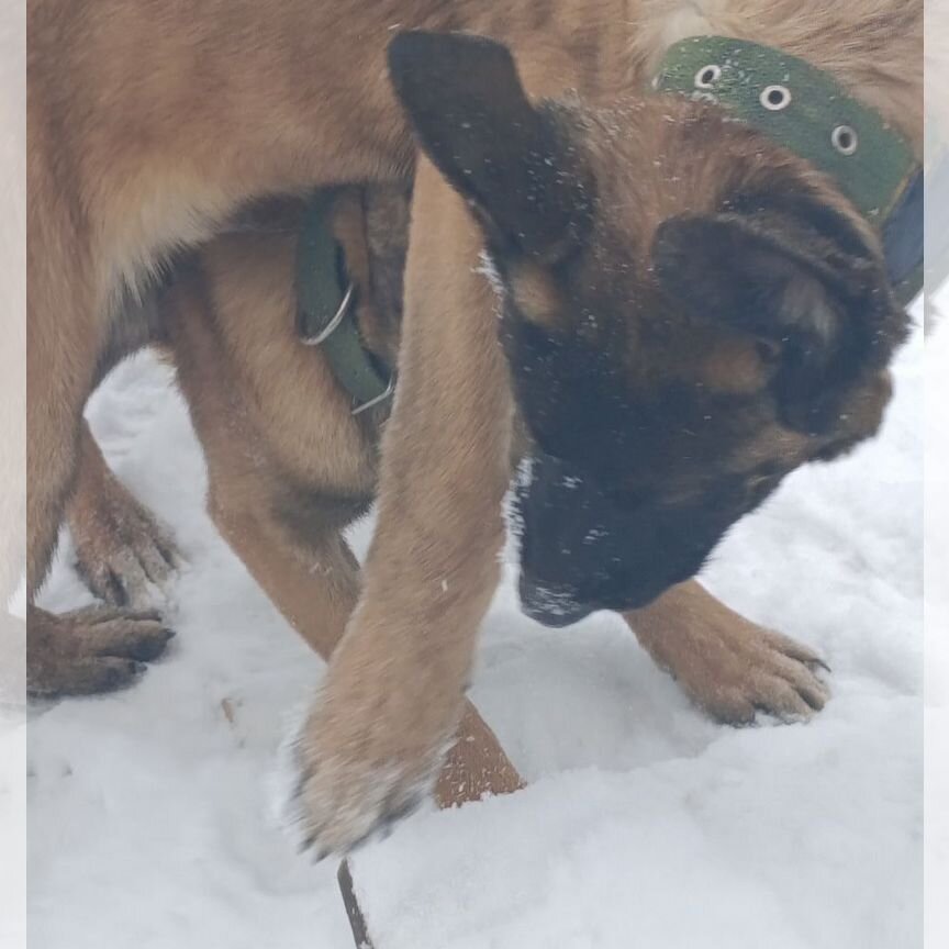 Бельгийская овчарка, щенок