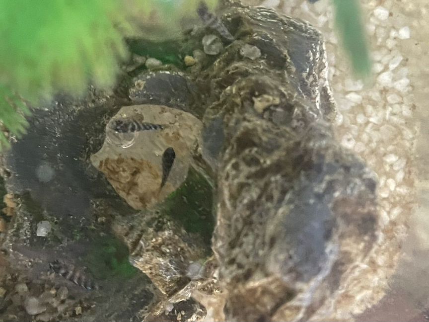 Цихлиды демасони