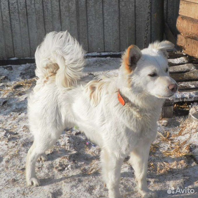 Ларс