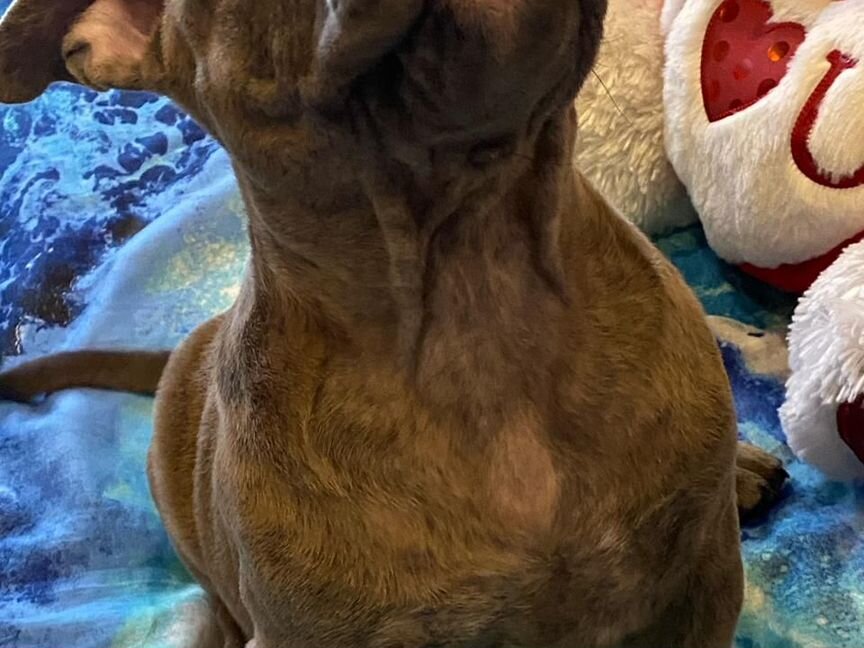 Американский булли