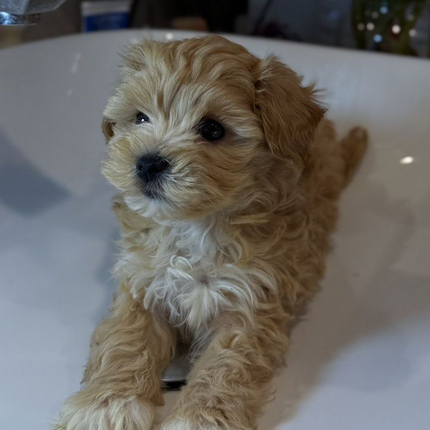 Мальтипу, щенок