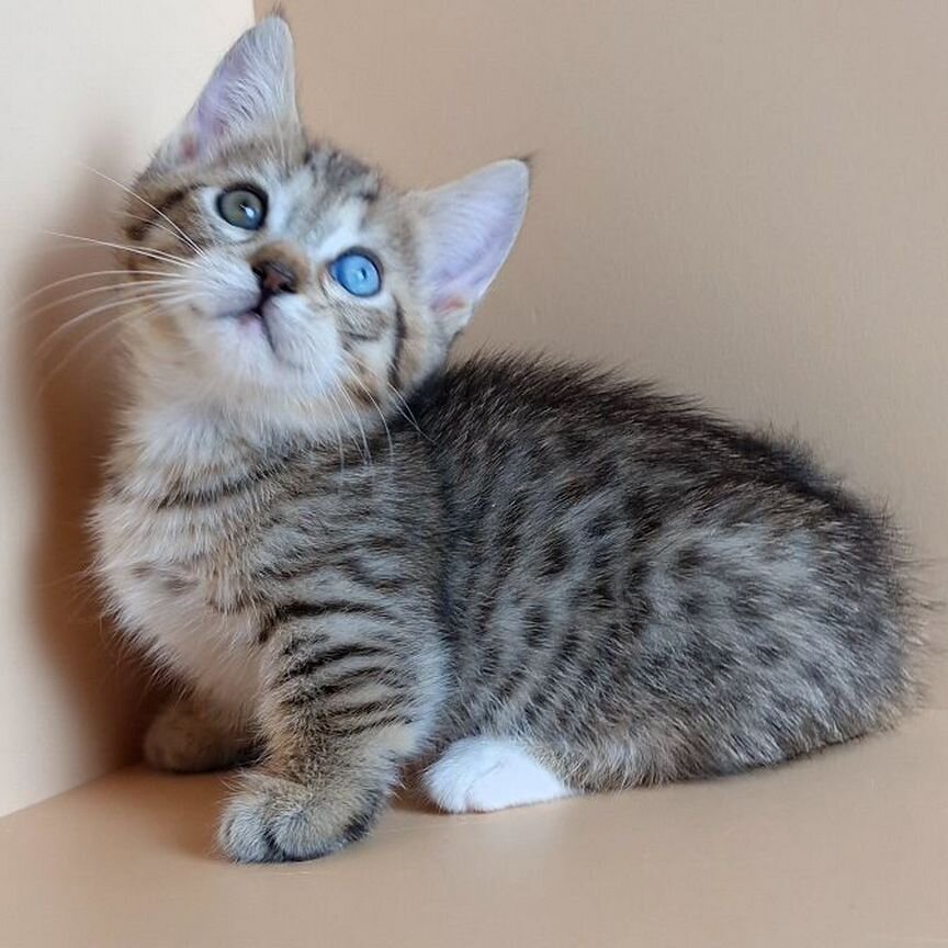 Котенок Манчкин разноглазый эксклюзив мальчик