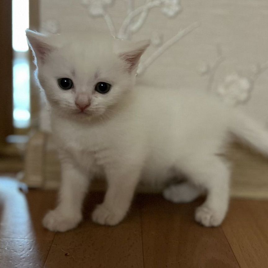 Котенок