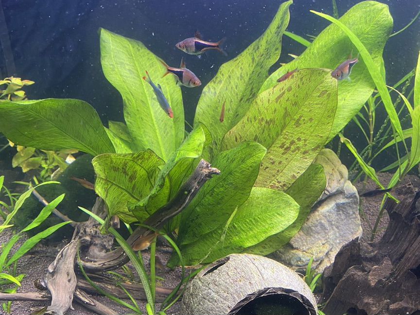 Растение для аквариума эхинодорус
