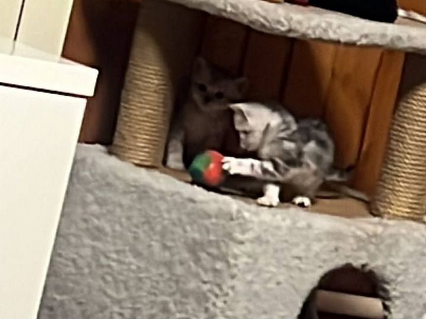 Котята породистые