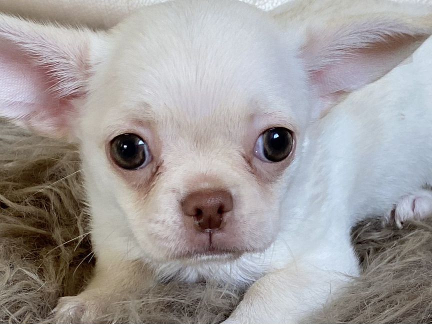 Девочка чихуауа