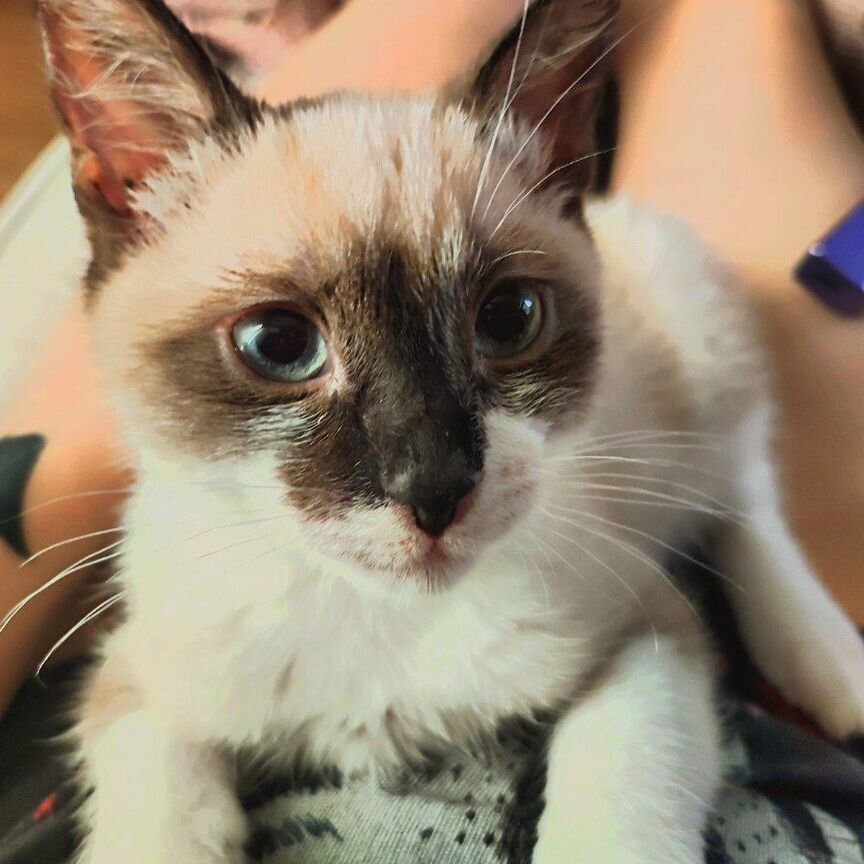 Котенок Сноу-шу, 3 месяца