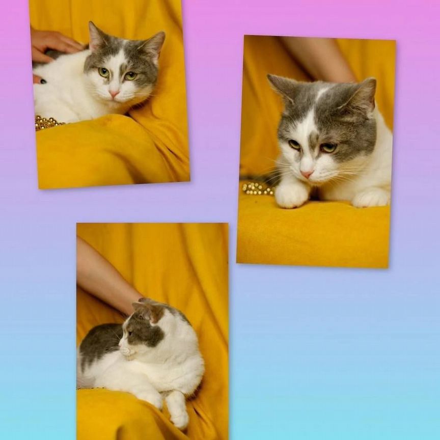 Лютик ждёт свое счастье и добрых людей