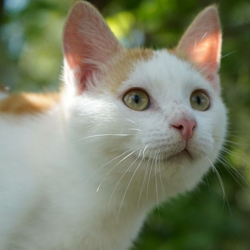 Бело рыжий котенок