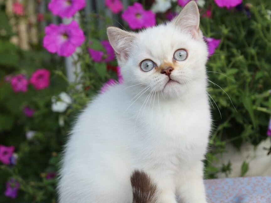 Шотландский мальчик редкого окраса