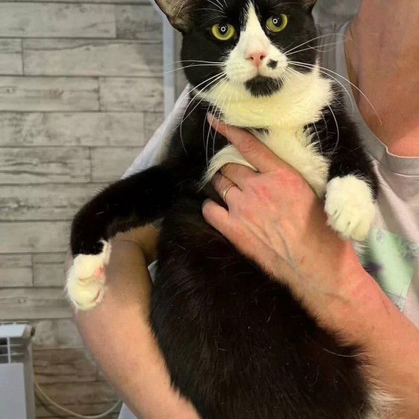 Котик Рома