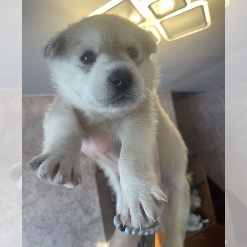 Сибирский хаски, щенок