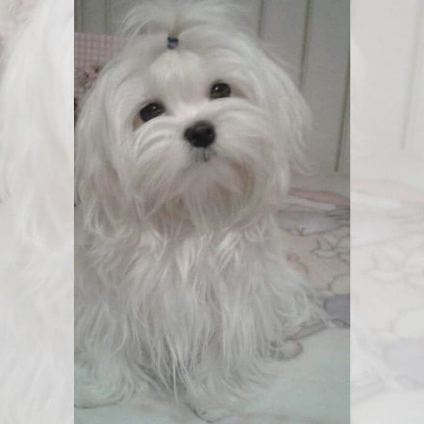 Мальтийская болонка, щенок