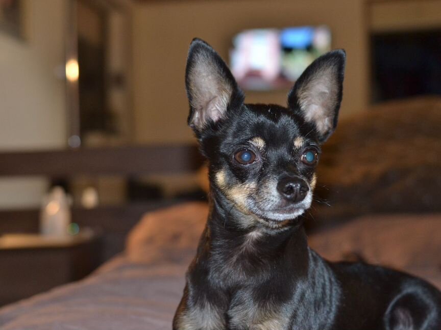 Пражский крысарик