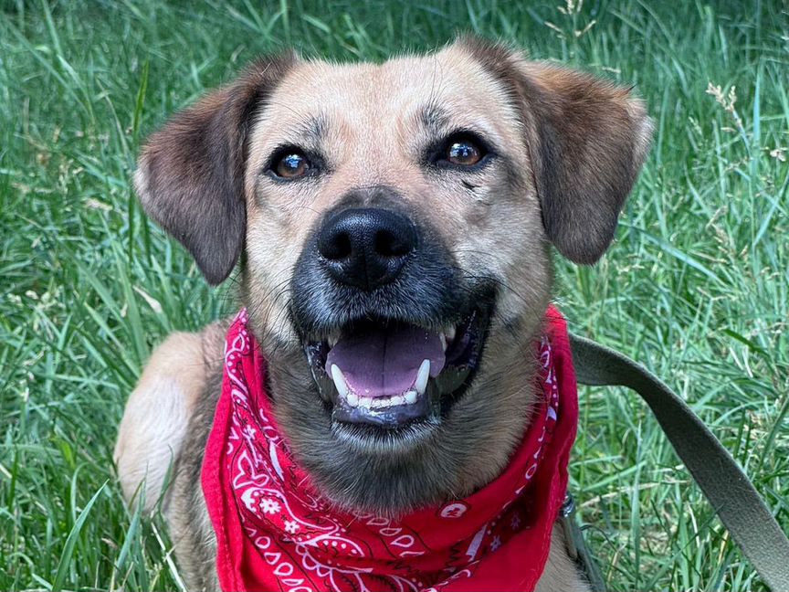 Молодая собачка из приюте, спасите