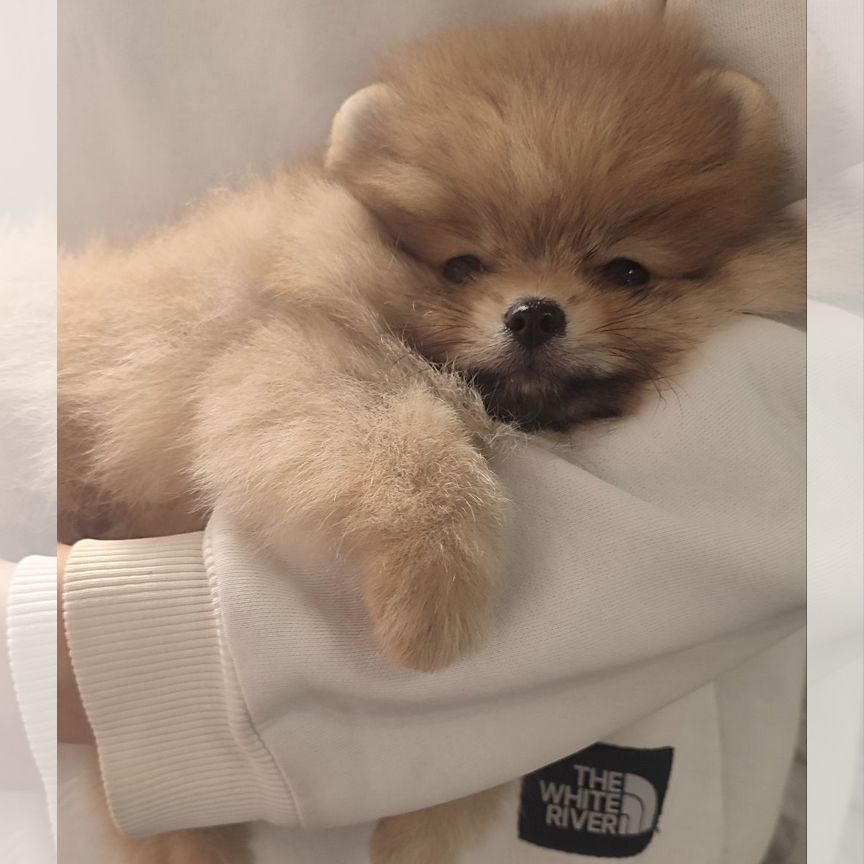 Померанский шпиц, щенок