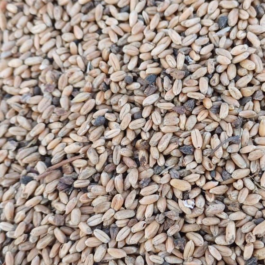 Зерно пшеница