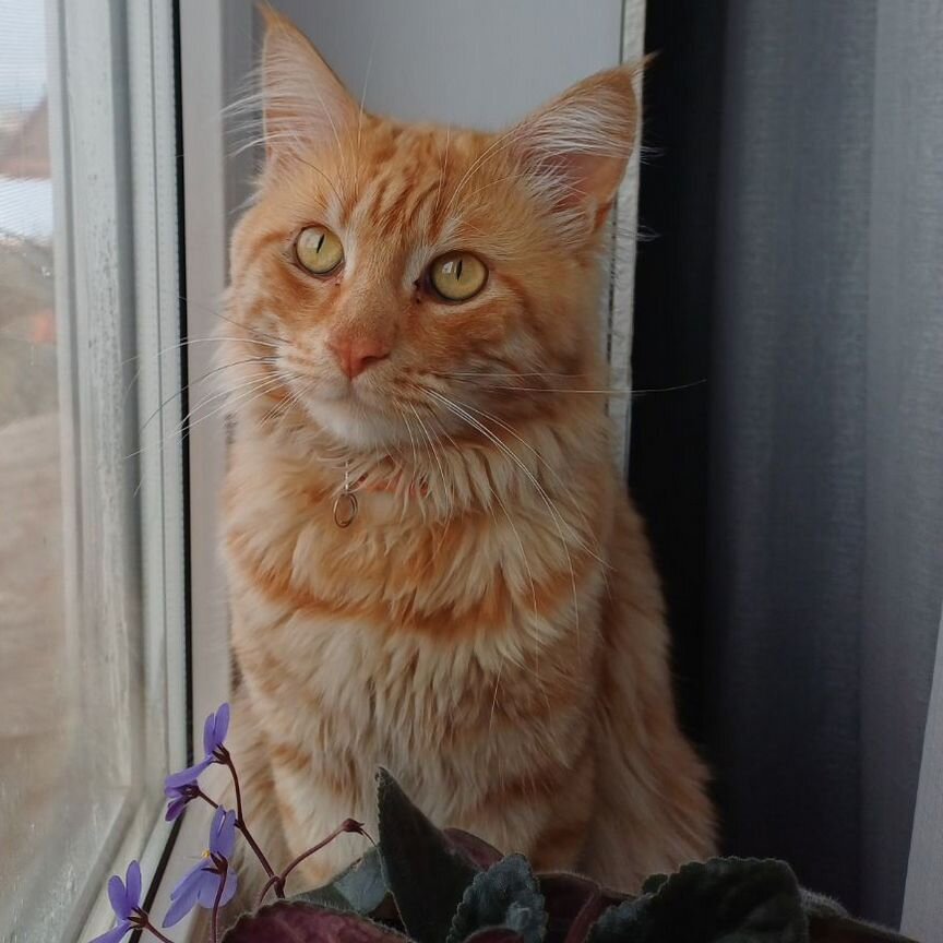 Мейн-кун, взрослый кот