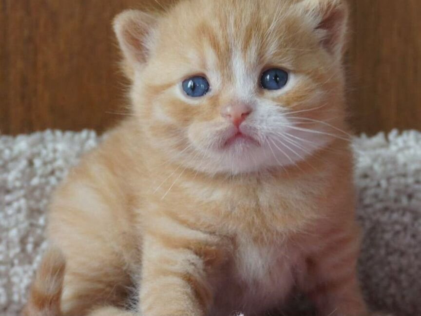 Британец с голубыми глазами