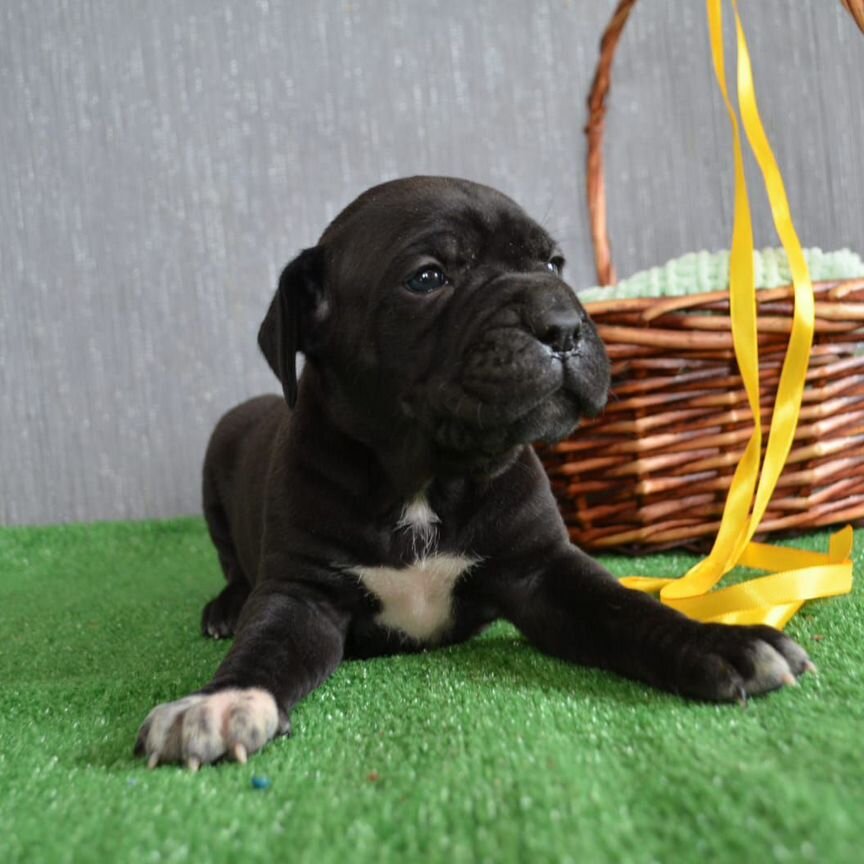 Отличные щенки Кане корсо