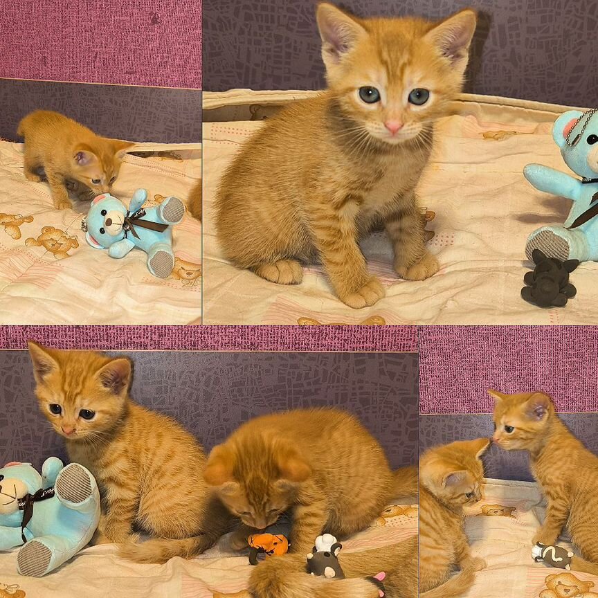 Сибирский котёнок