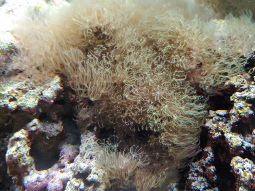 Живые кораллы