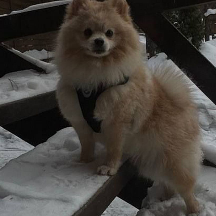 Померанский шпиц, щенок