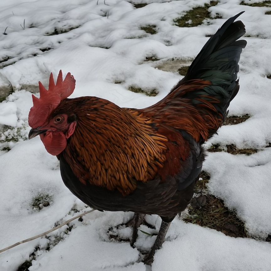 Молодые петухи