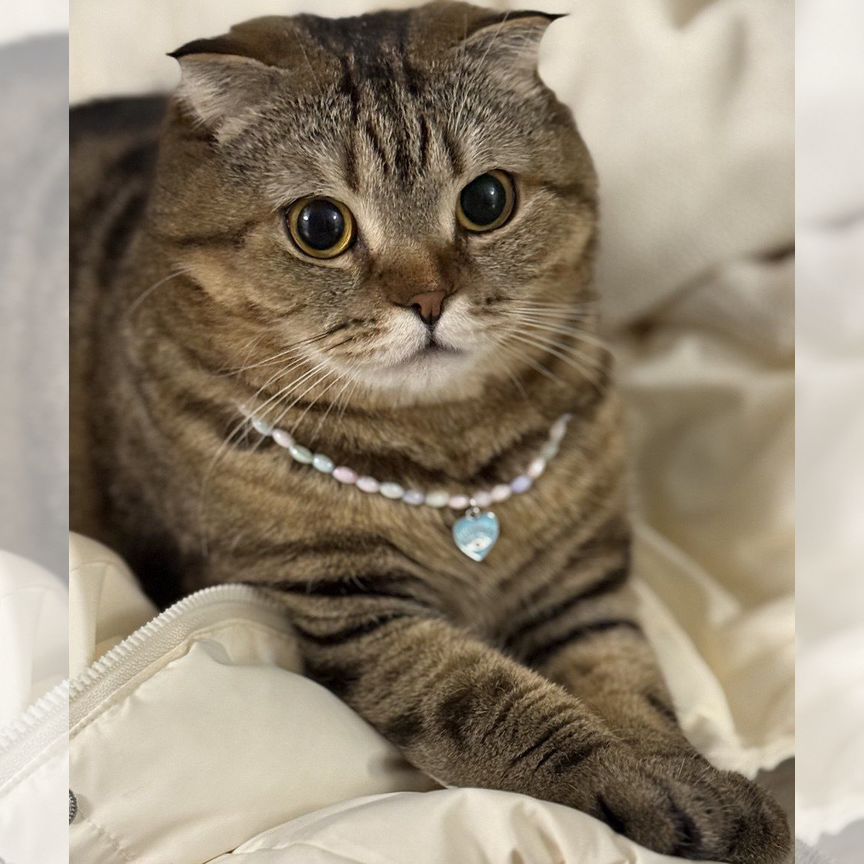 Шотландская вислоухая короткошёрстная, взрослая кошка