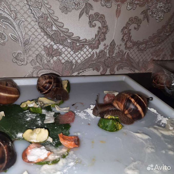 Лечебные улитки