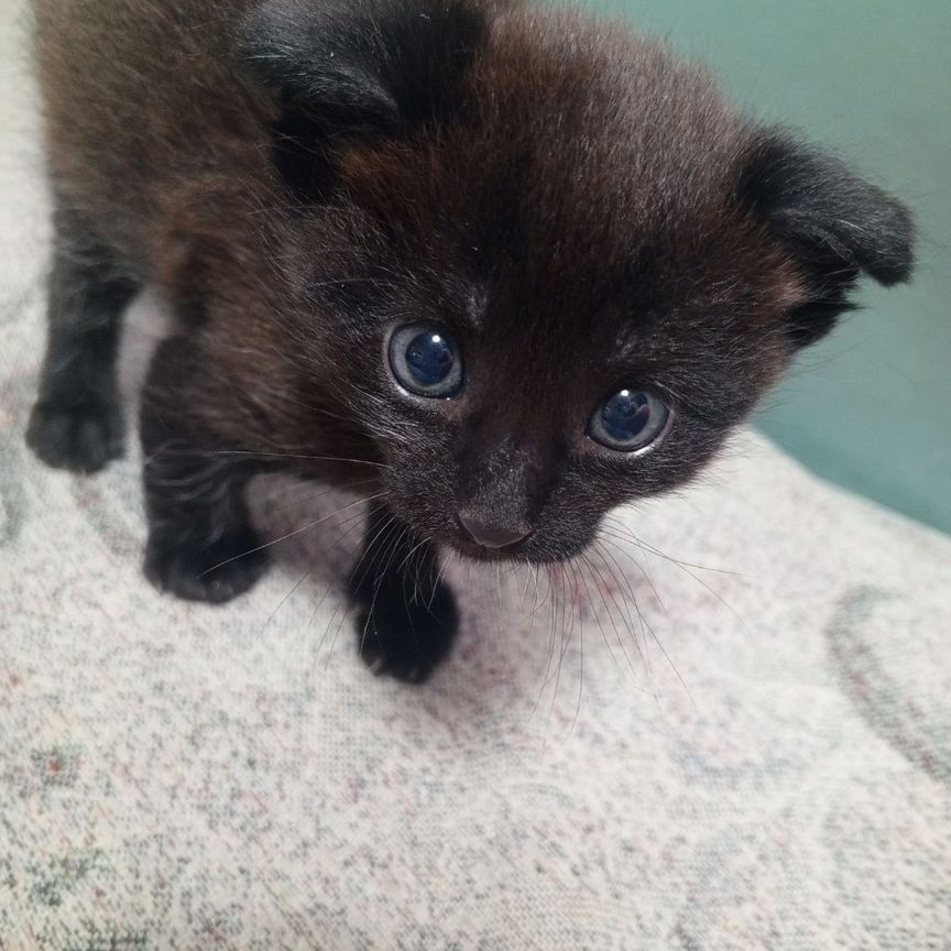 Отдам котенка в добрые руки породистые