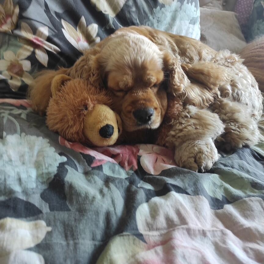 Американский кокер спаниель вязка мальчик