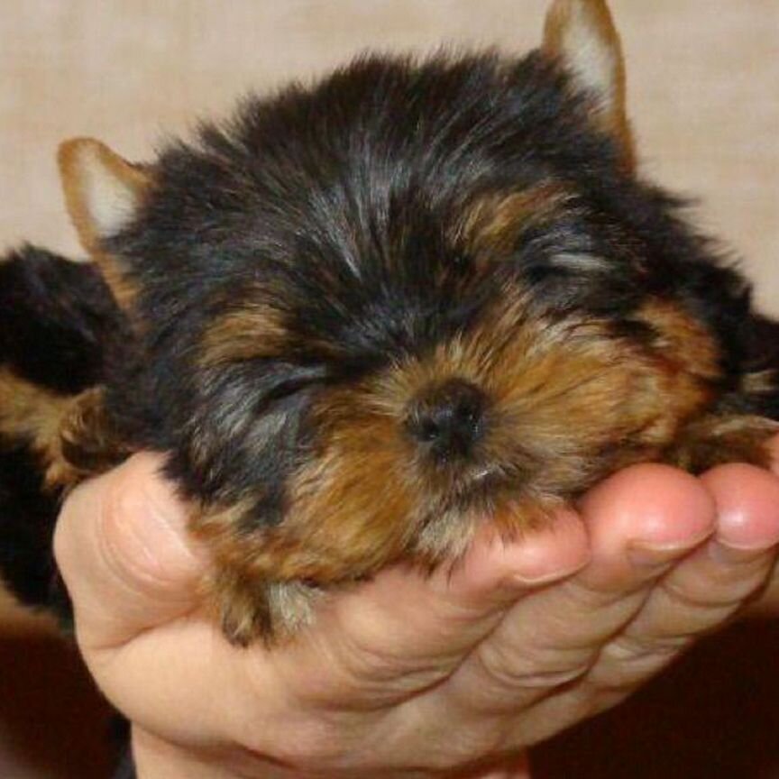 Йоркширский терьер