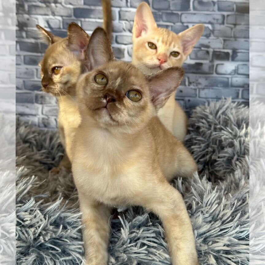 Бурманские котята. Бурма