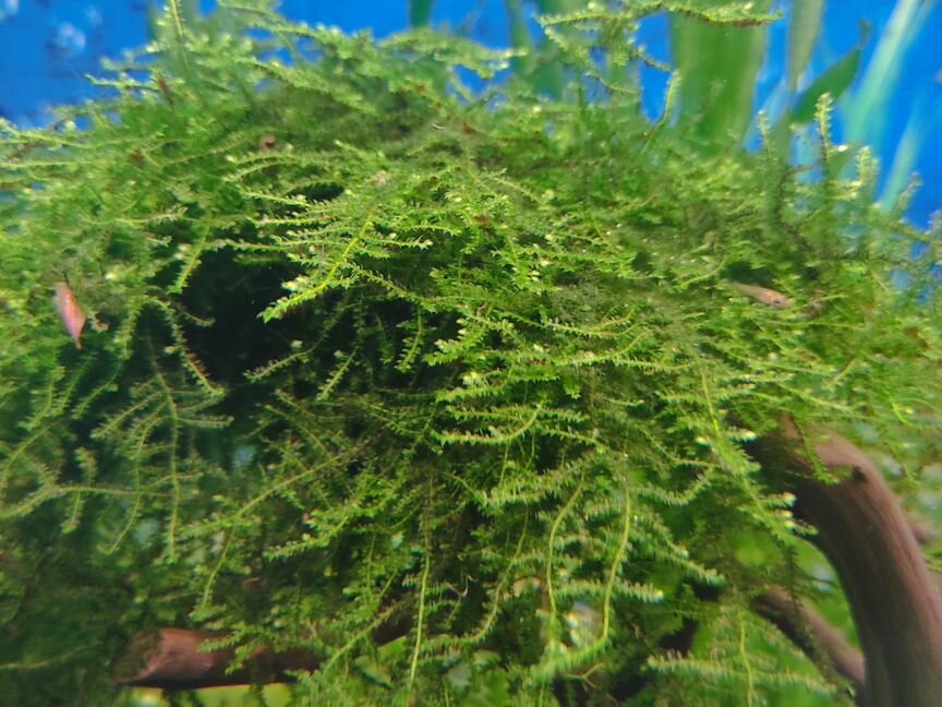 Аквариумные растения