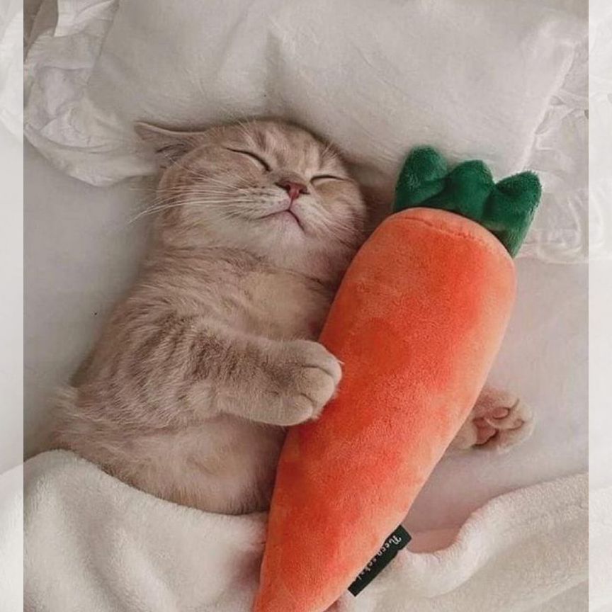 Красивый кот ищет дом