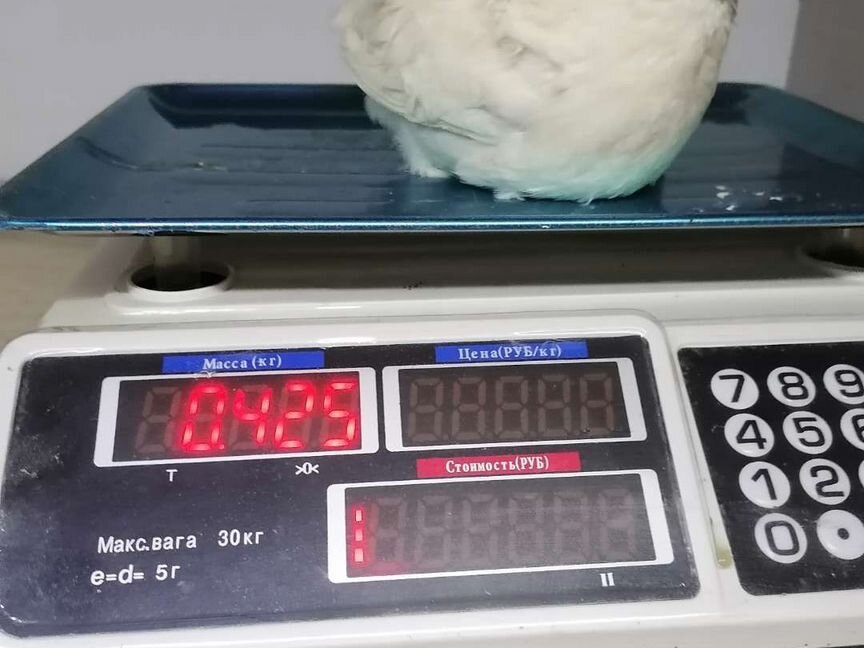 Инкубационное яйцо перепелов