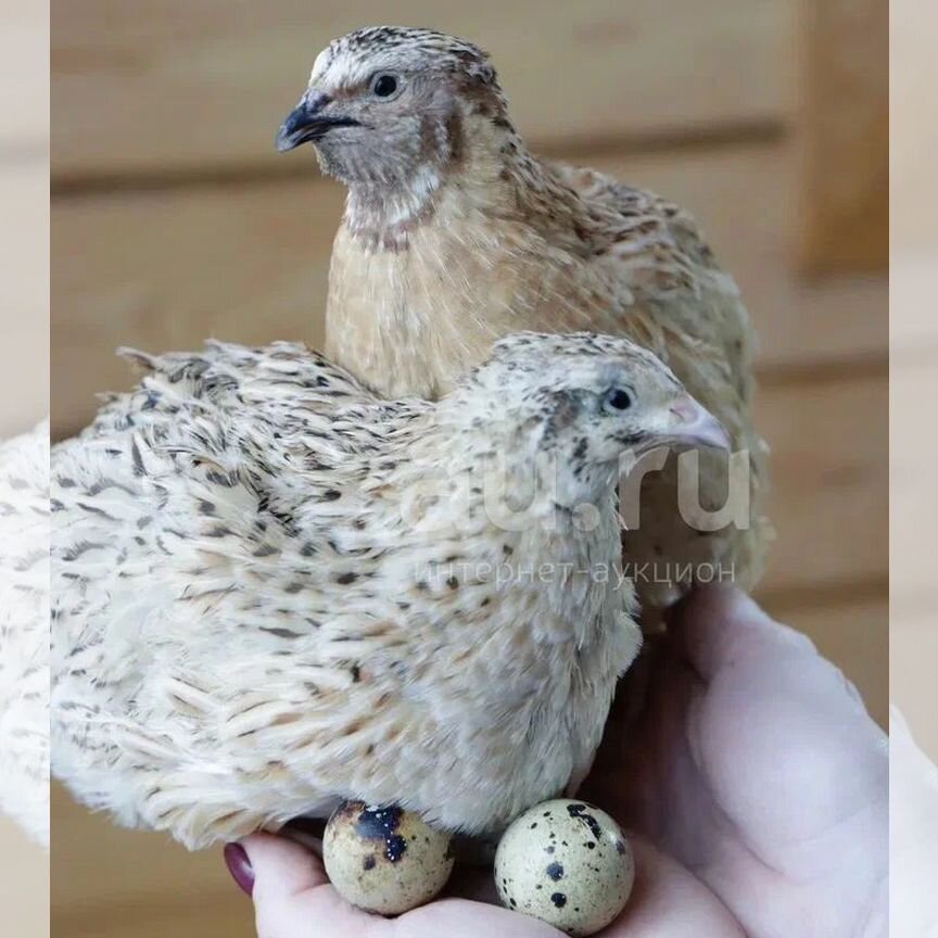 Перепел Феникс самец