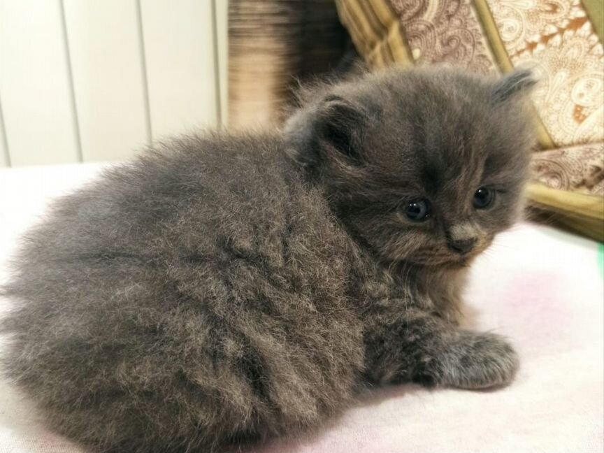 Британские котята