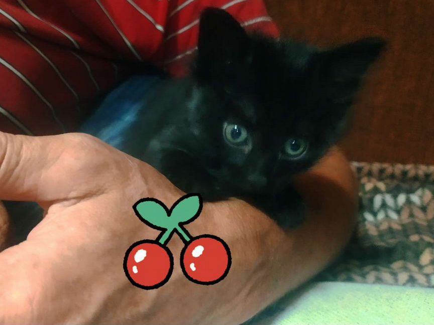 Котята чудесные