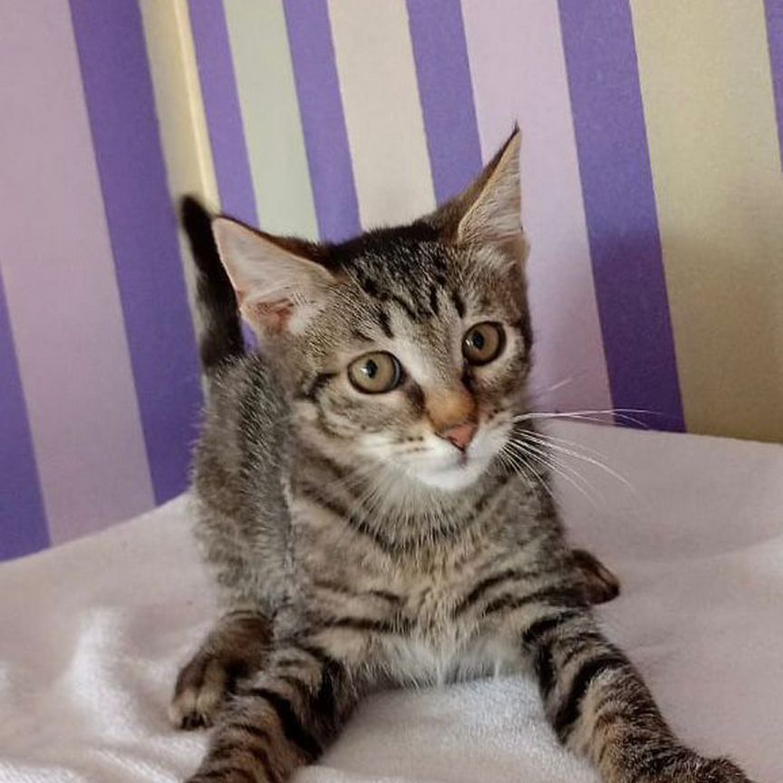 Котенок,6мес,девочка