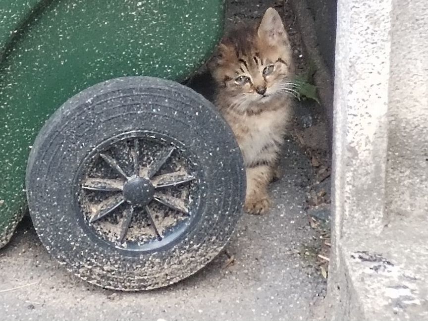 Милые бездомные котята