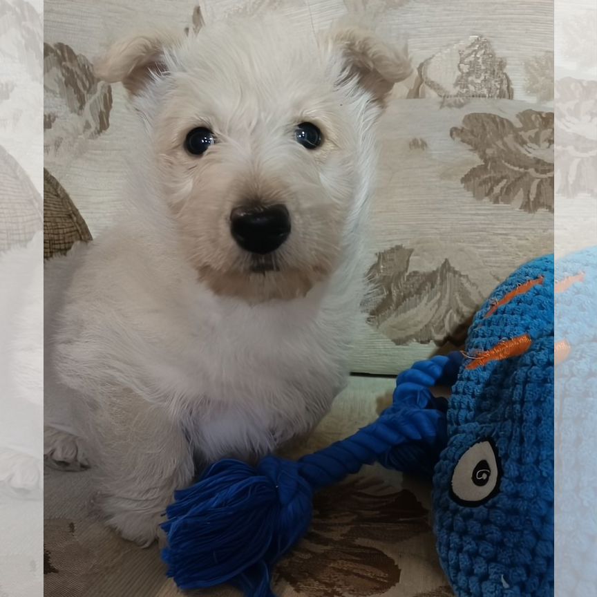 Шотландский терьер, щенок