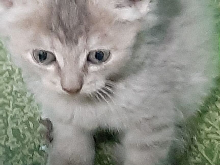 Отдам кошечек и котиков в добрые руки