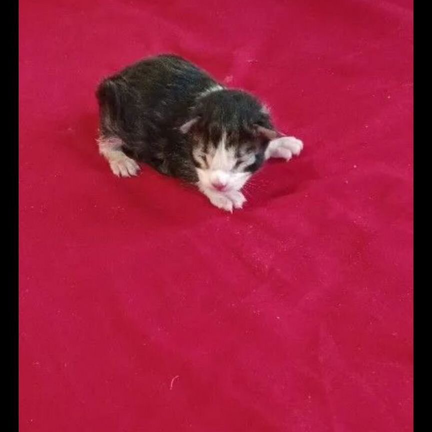 Котята мейн-кун