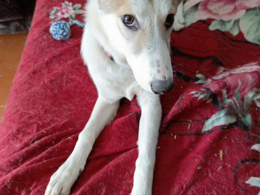 Щенок фенотип лайки в добрые руки