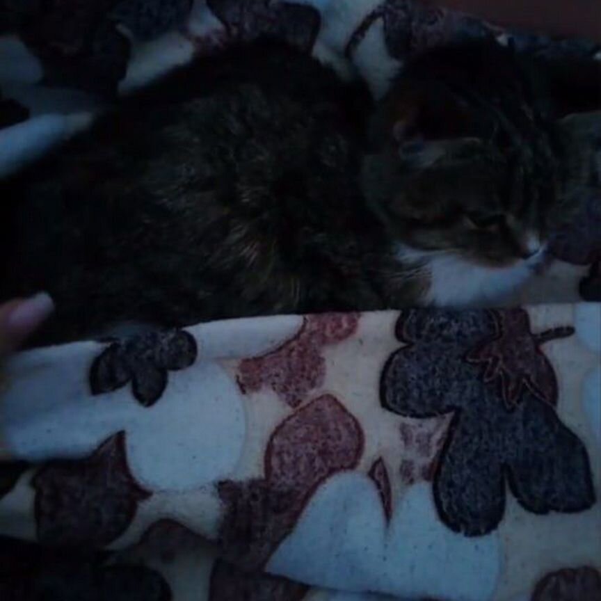 Котенок