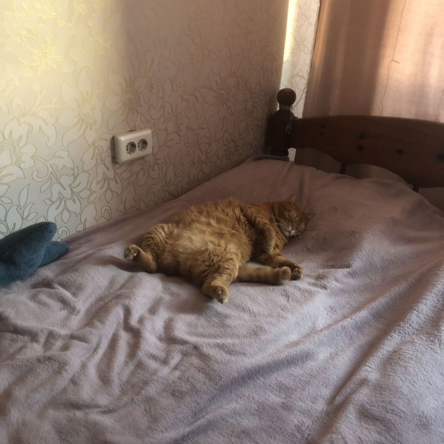Отдаем кошку бесплатно